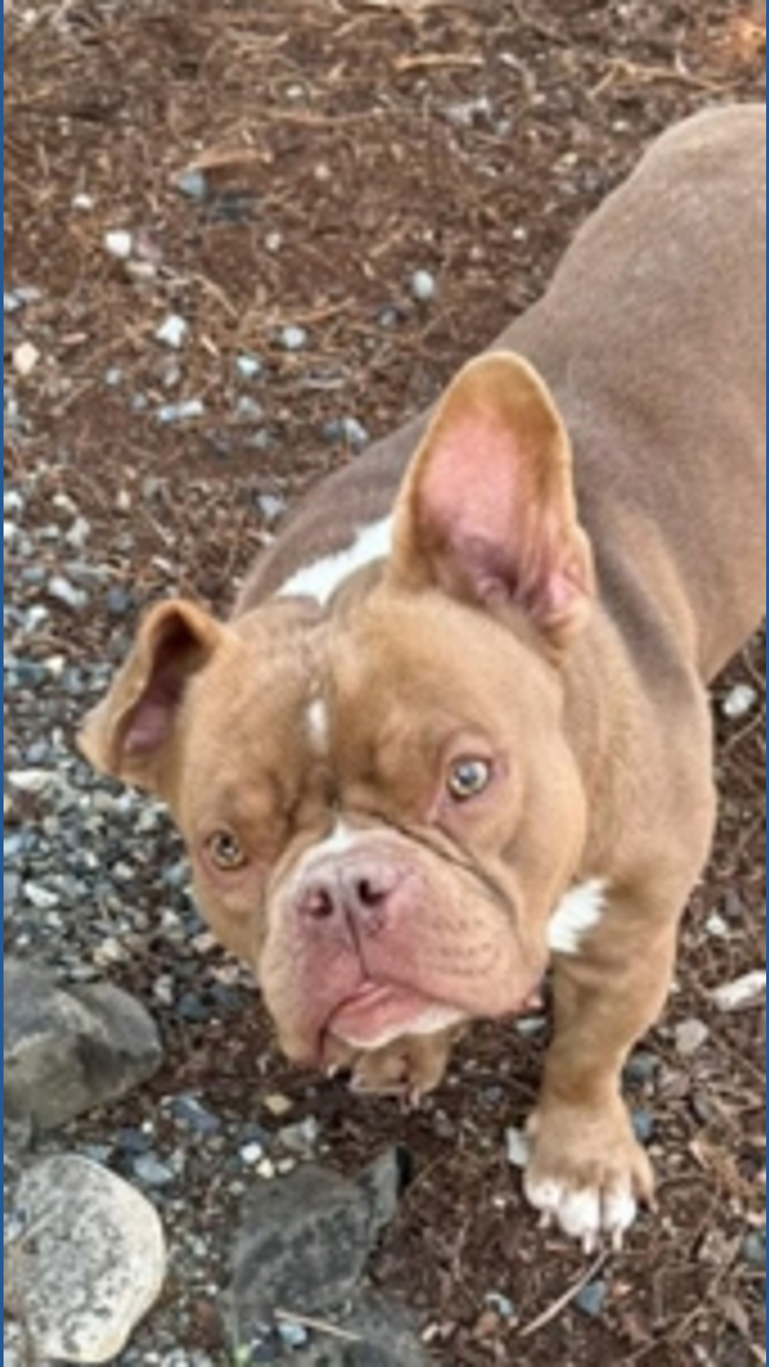 Stolen micro bully 'Buddy' found, being reunited with family | king5.com