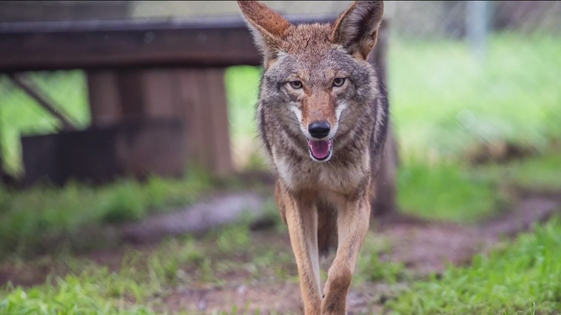 Aggressive coyotes spotted in Seattle | king5.com