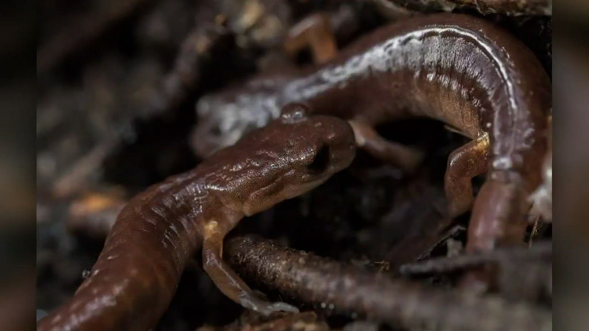 On the hunt for salamanders? West Seattle sleuth's your man | king5.com