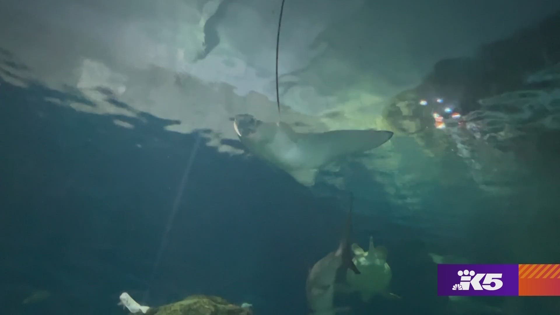 Spotted Eagle Ray Reyna is queen of Point Defiance aquariums | king5.com