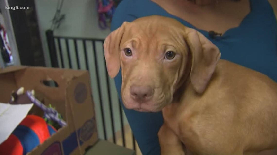 37 dogs rescued from suspected dogfighting ring are ready for adoption ...