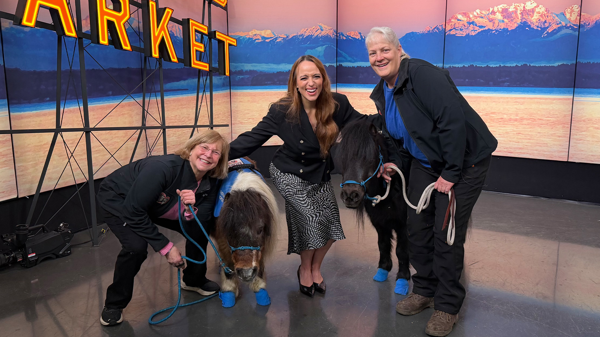 Helping Our Miniature Equines provides a haven for neglected horses ...