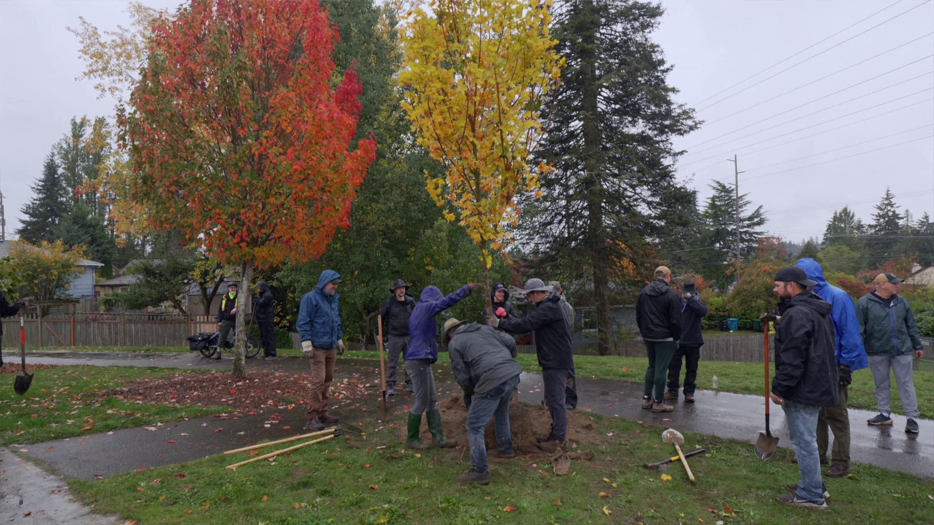 Local nonprofit plants hope across King and Snohomish counties | king5.com