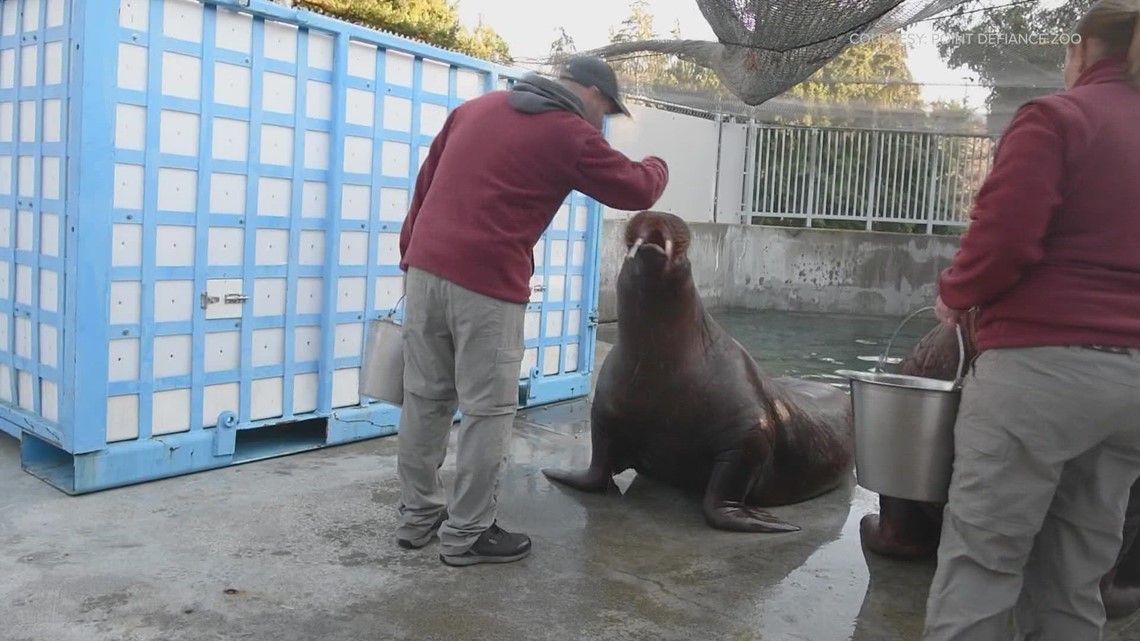 Point Defiance Zoo gets two new walruses | king5.com