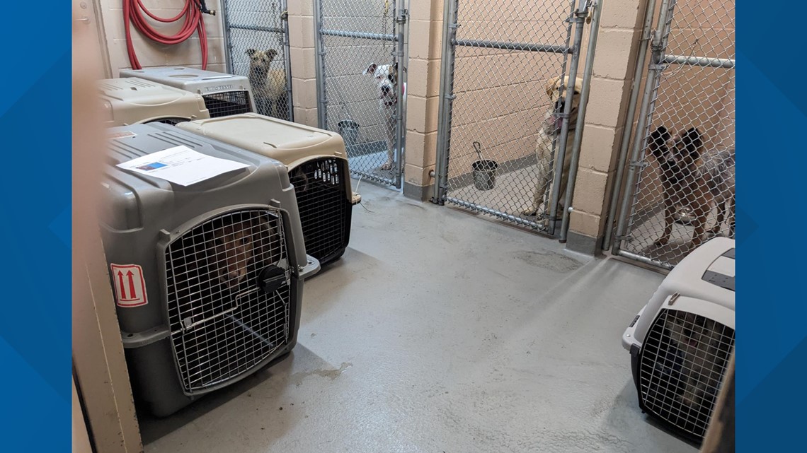 'A state of emergency': Humane Society for Tacoma & Pierce County out ...