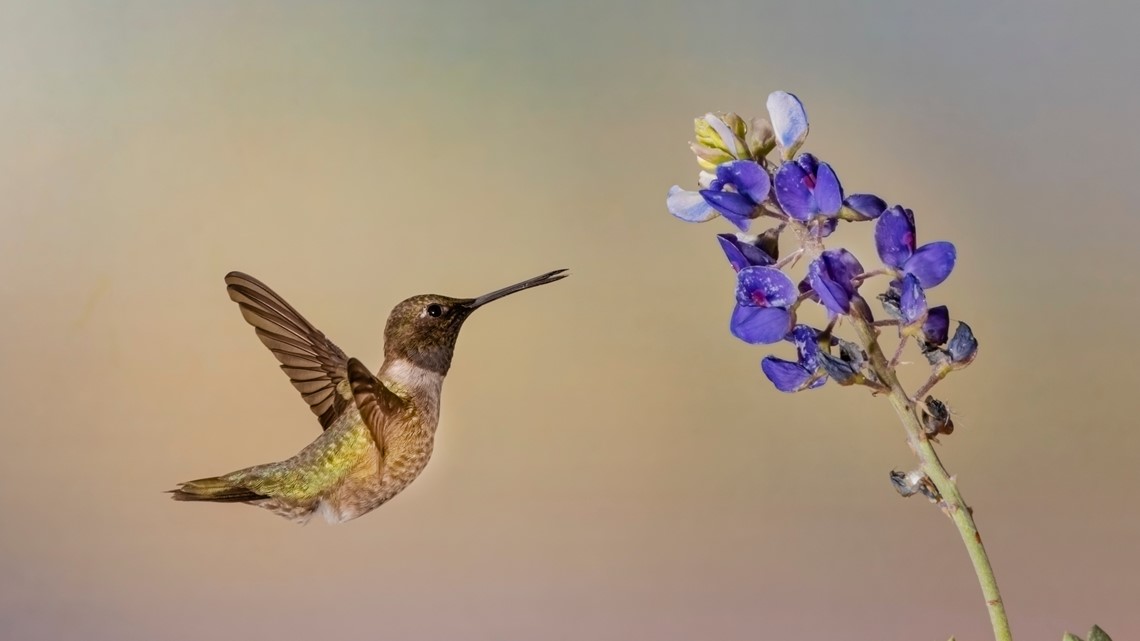 Hummingbird migration in western Washington | king5.com
