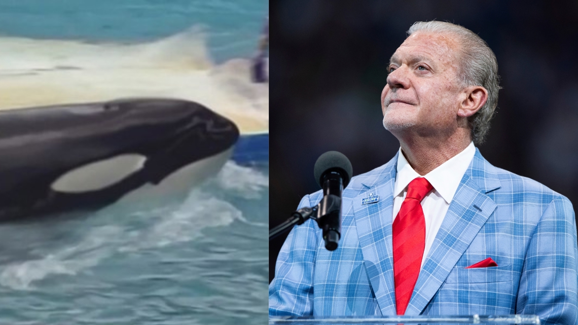 Jim Irsay's connection to a famous Puget Sound orca | king5.com