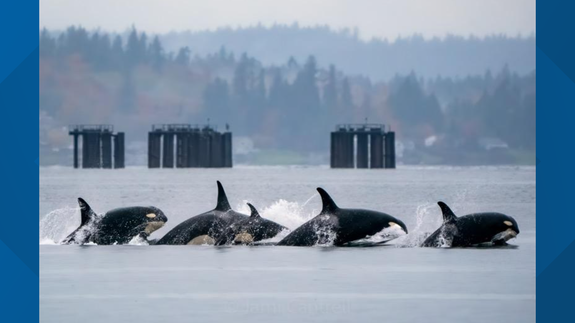 Woman captures special moment with southern resident orcas | king5.com