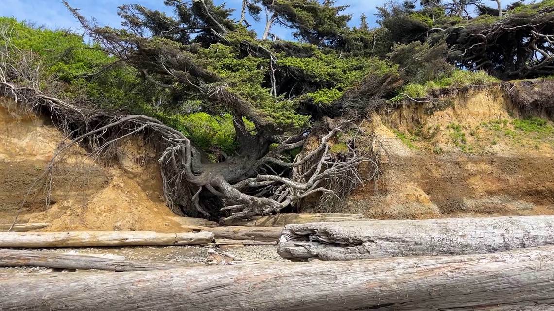 Onlookers marvel at Kalaloch's 'Tree of Life' defying erosion | king5.com