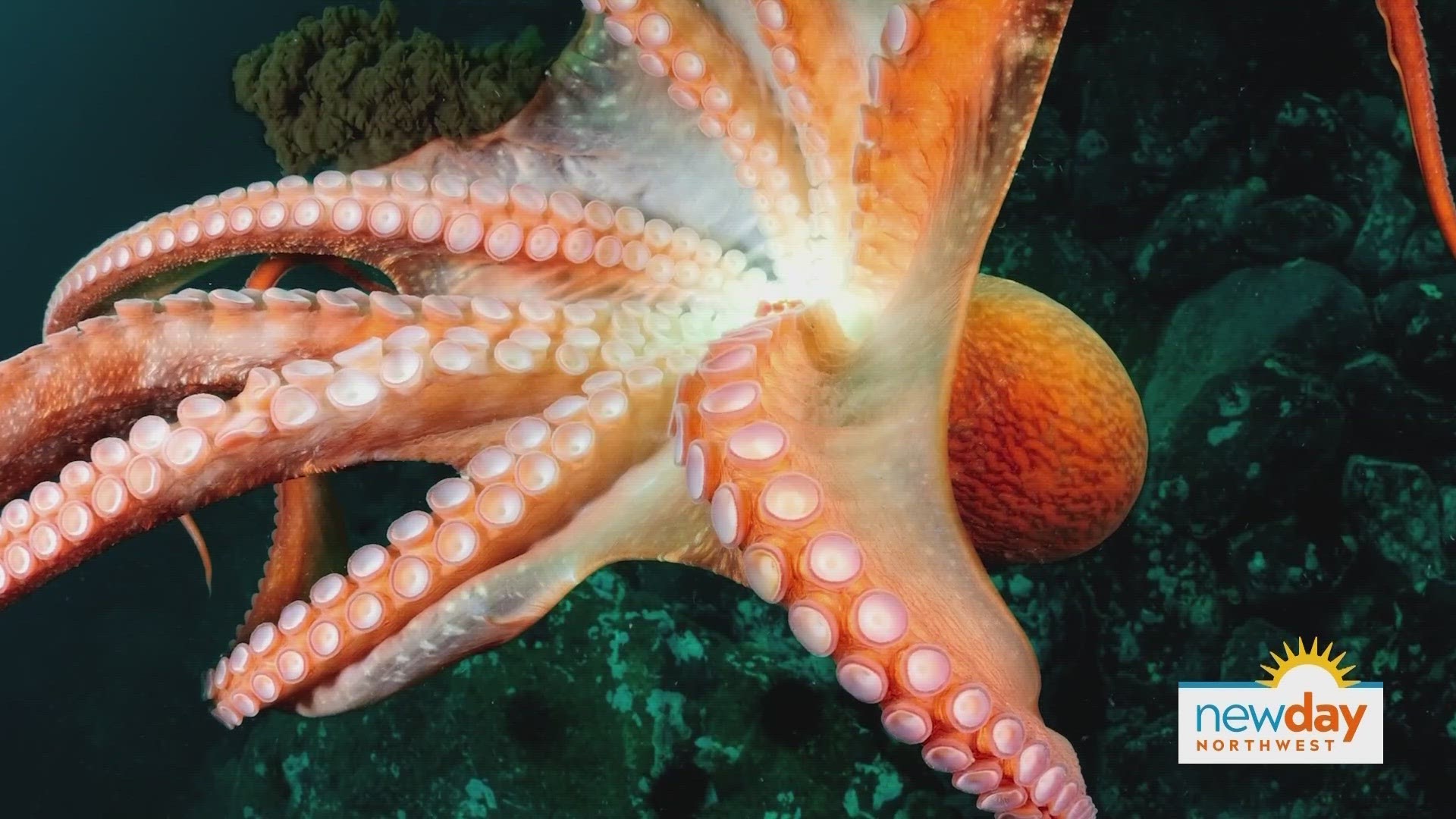 New book explores the Mystery of Octopuses - New Day NW | king5.com