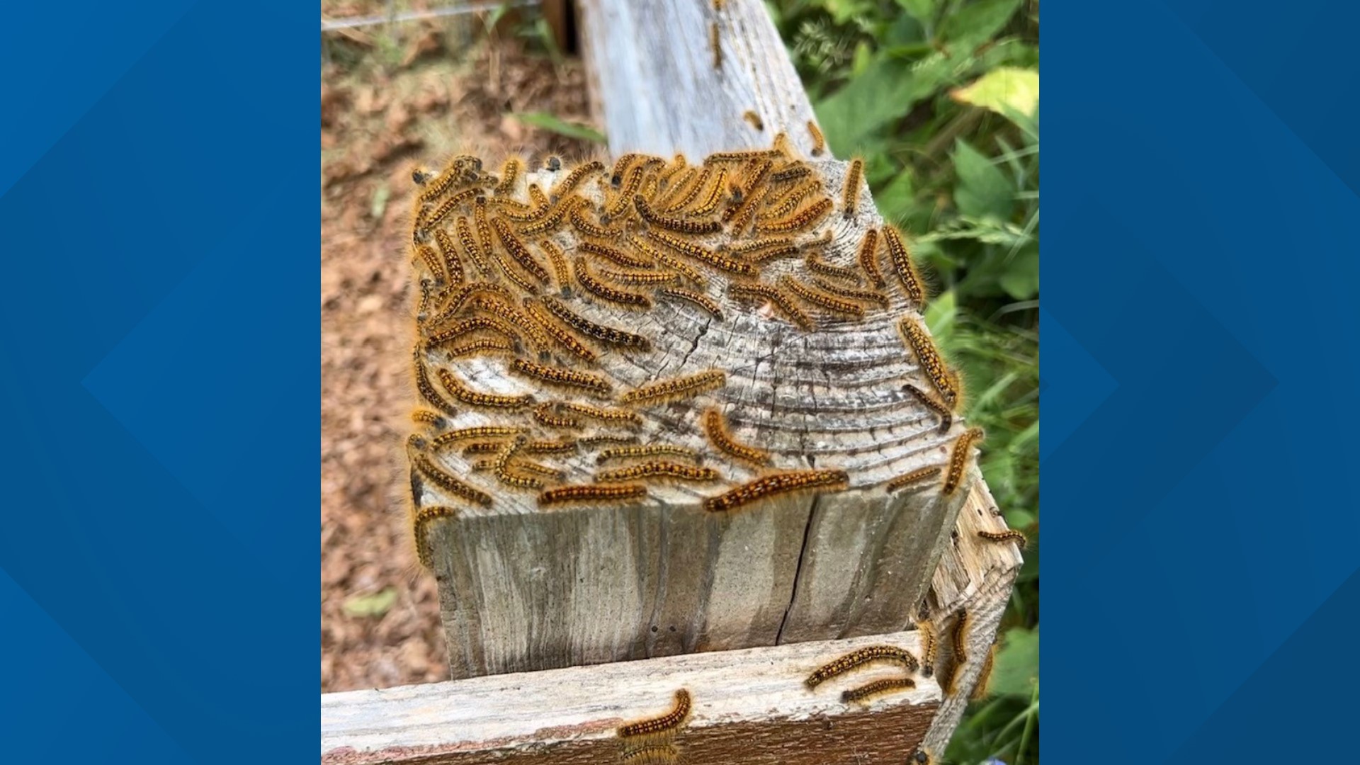 Caterpillar invasion in Skagit County's Guemes Island | king5.com