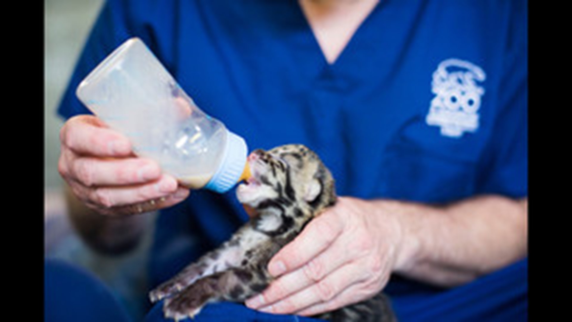 3 endangered clouded leopards born at Point Defiance Zoo | king5.com