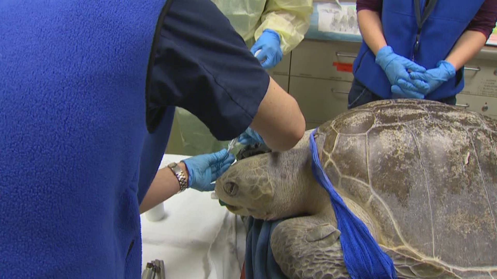 Tucker the turtle continues to improve | king5.com