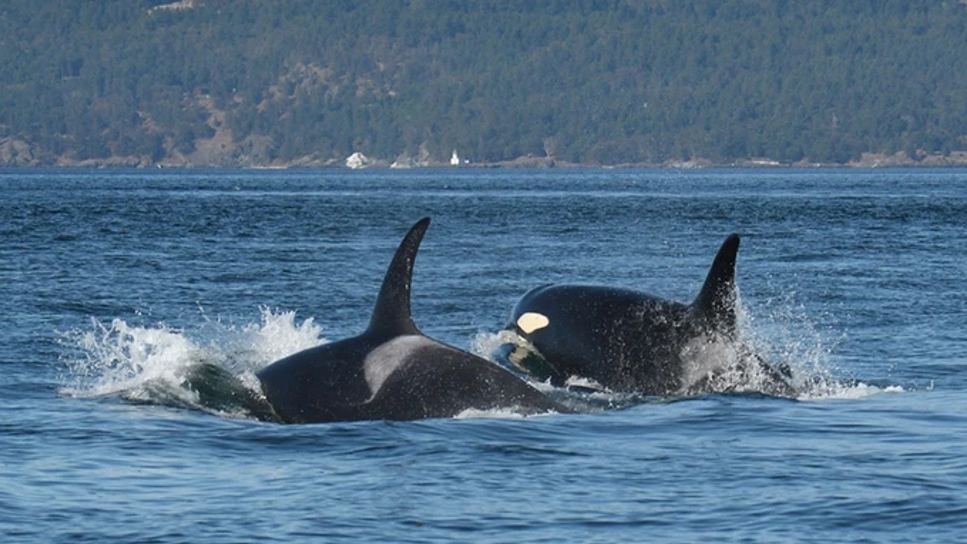 Southern Resident orca population drops with 3 deaths, 2 births | king5.com