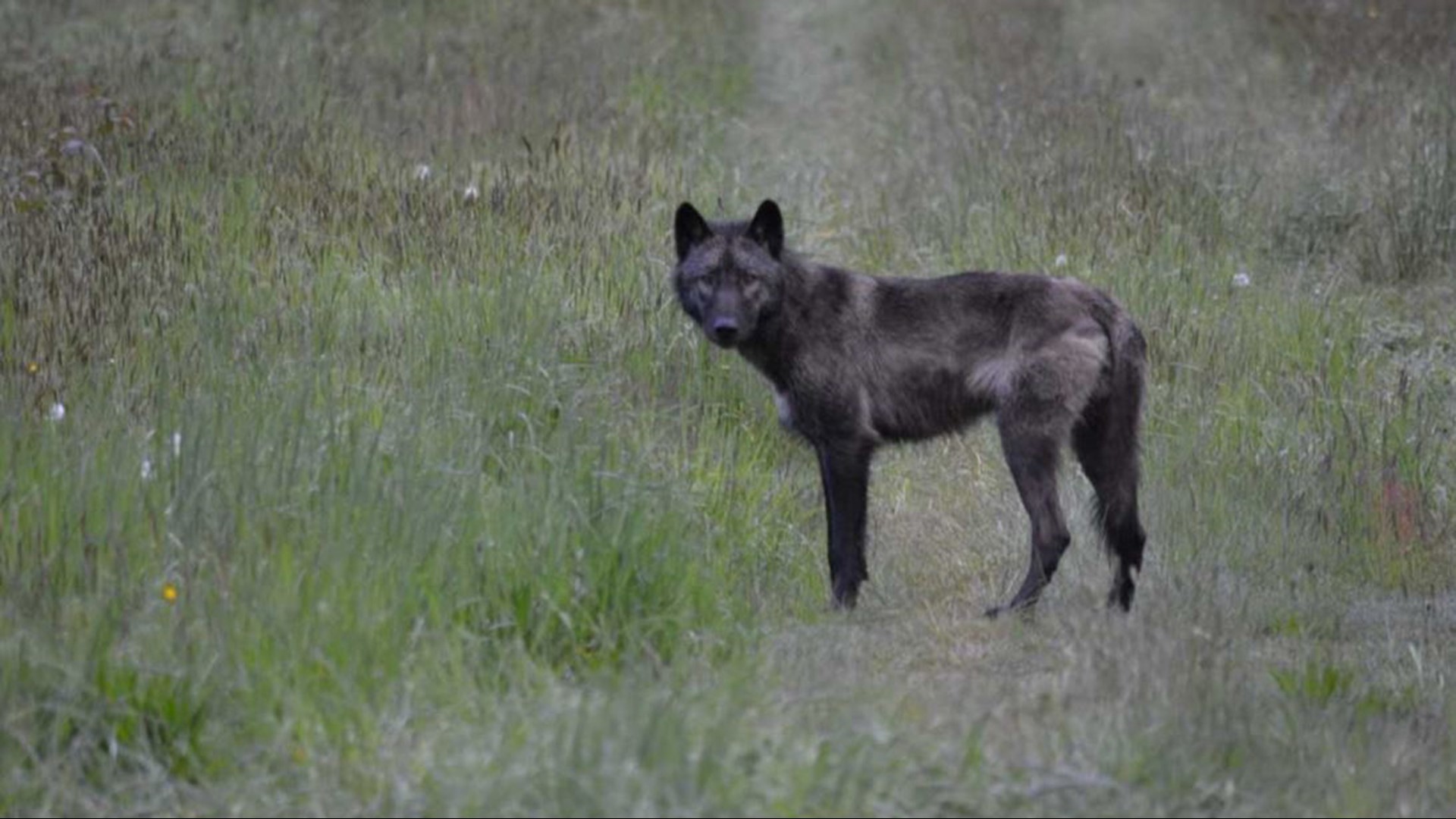 Washington kills 3 members of wolf pack preying on cattle | king5.com