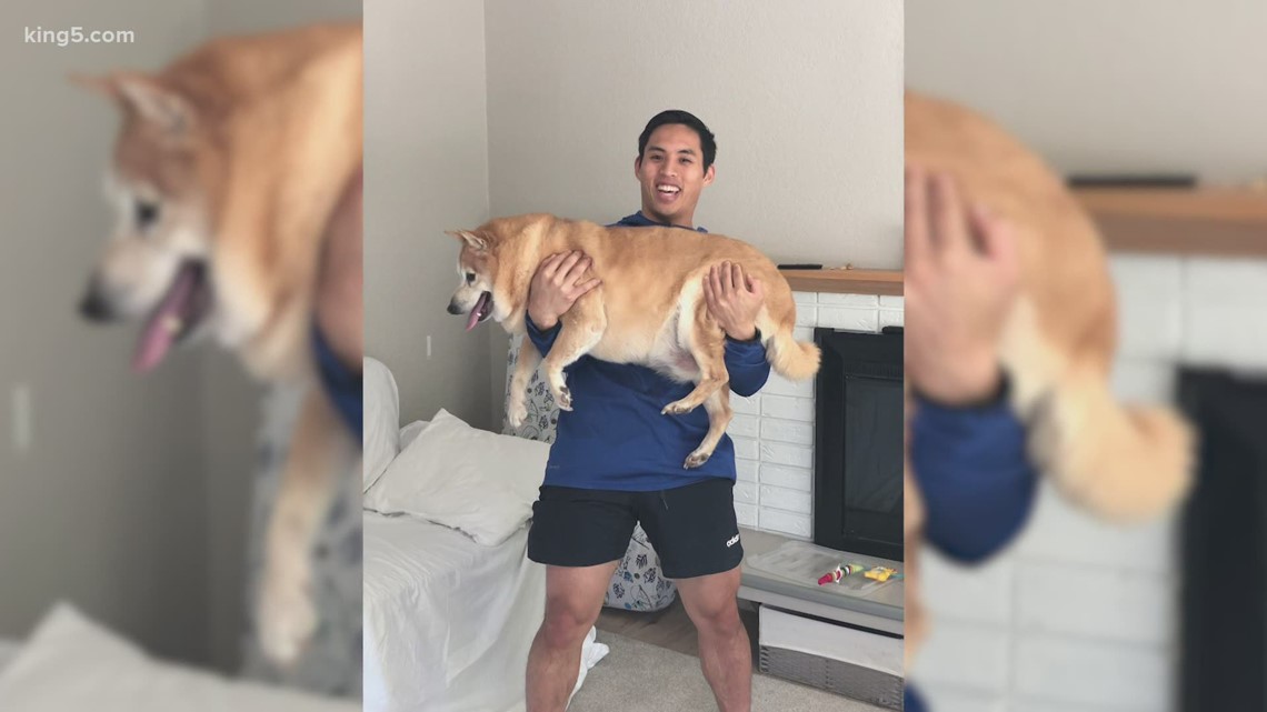 National Pet Obesity Awareness Day puts spotlight on keeping furry ...