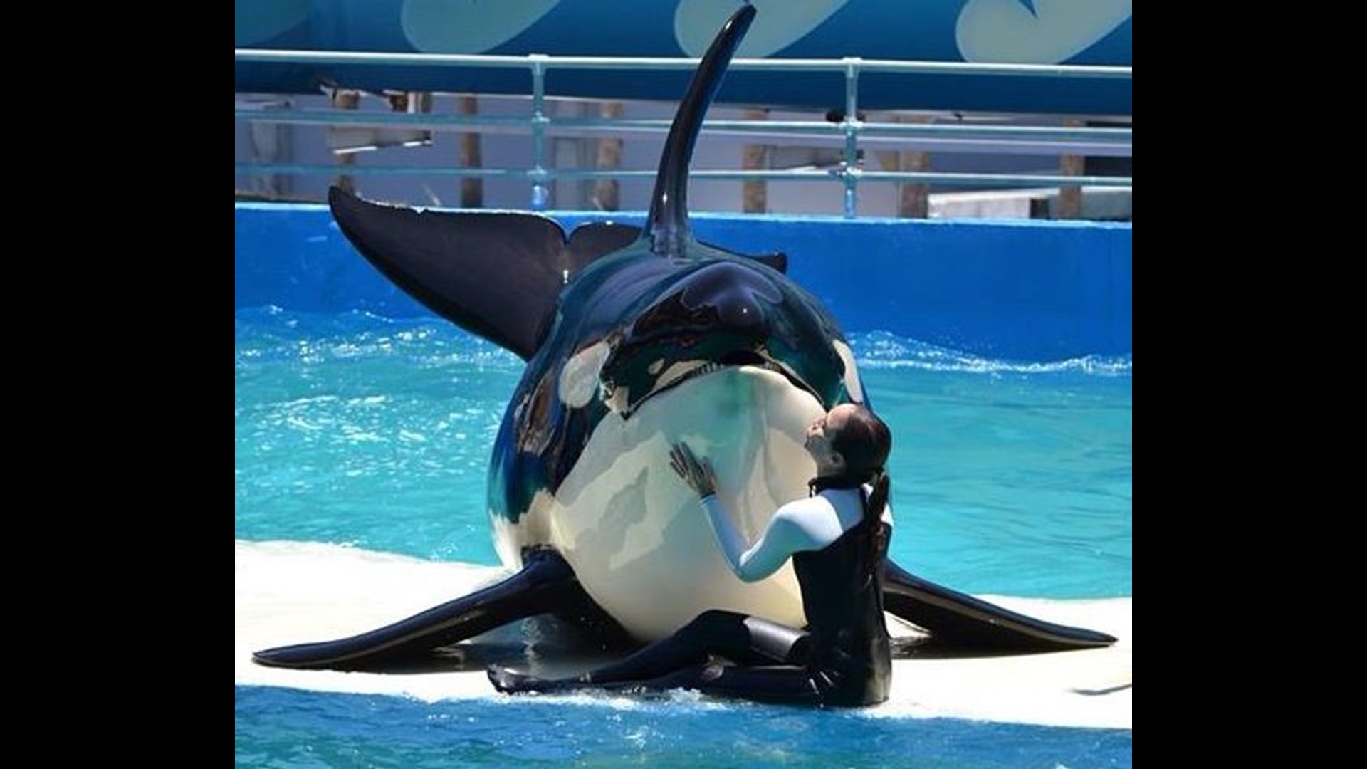 Tokitae's former trainers, vets oppose her release | king5.com