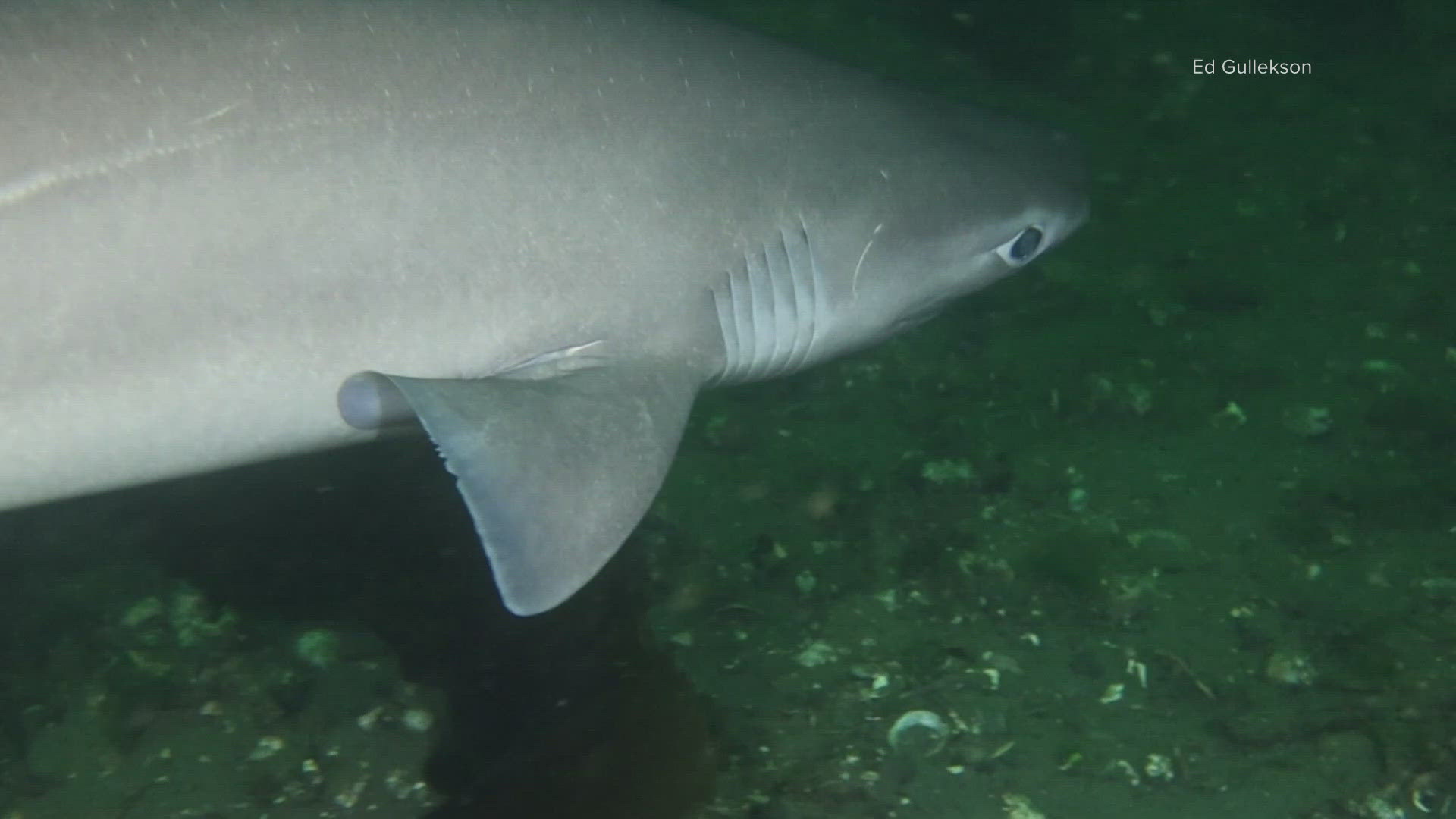 Did you know Des Moines is the 'Sixgill Shark Capital of the World ...