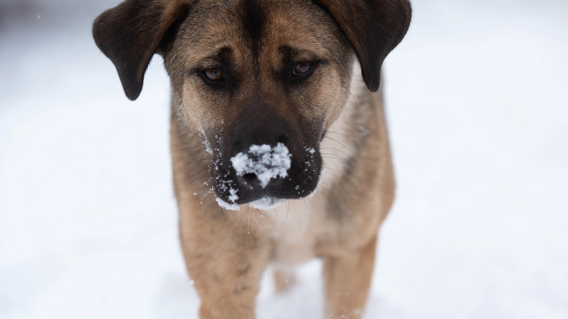A reminder to keep an eye on pets during sub-freezing temperatures ...