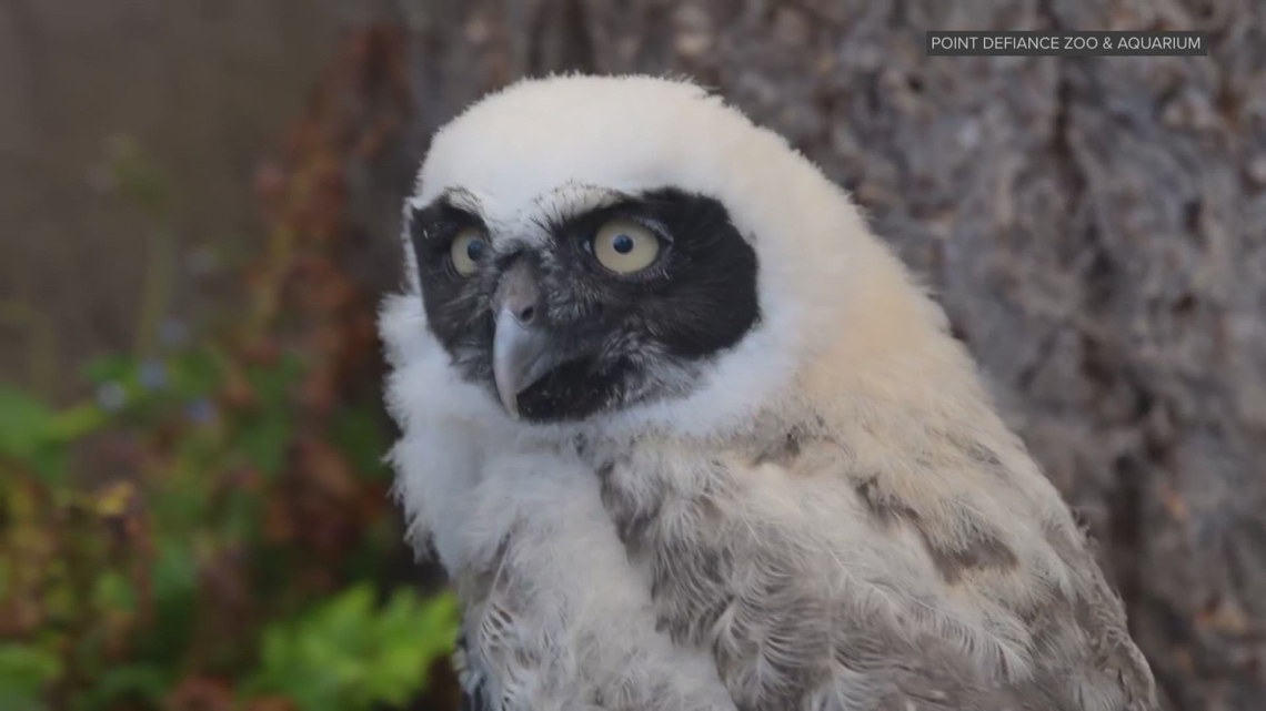 New spectacled owl ready for debut at Point Defiance Zoo | king5.com