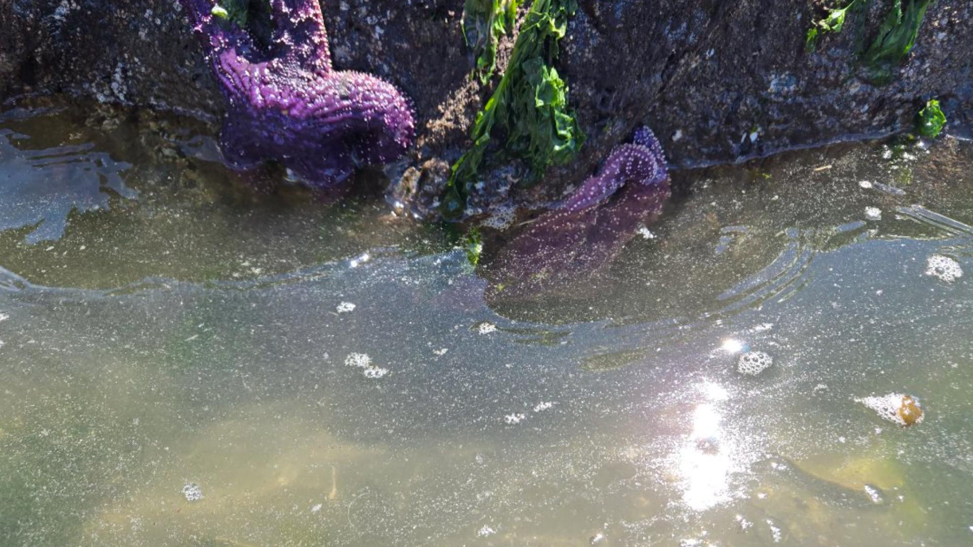 Photos: Low tides expose western Washington's marine life | king5.com