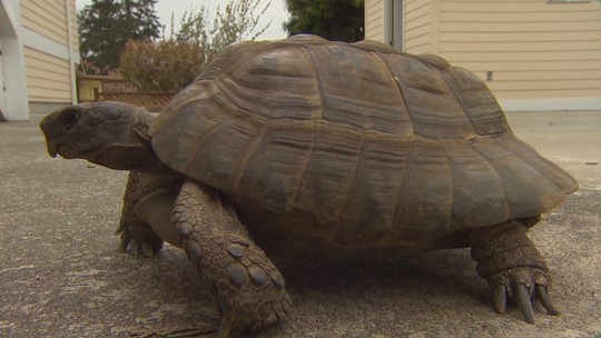 How a lost pet named Pokey surprised his Anacortes neighborhood | king5.com