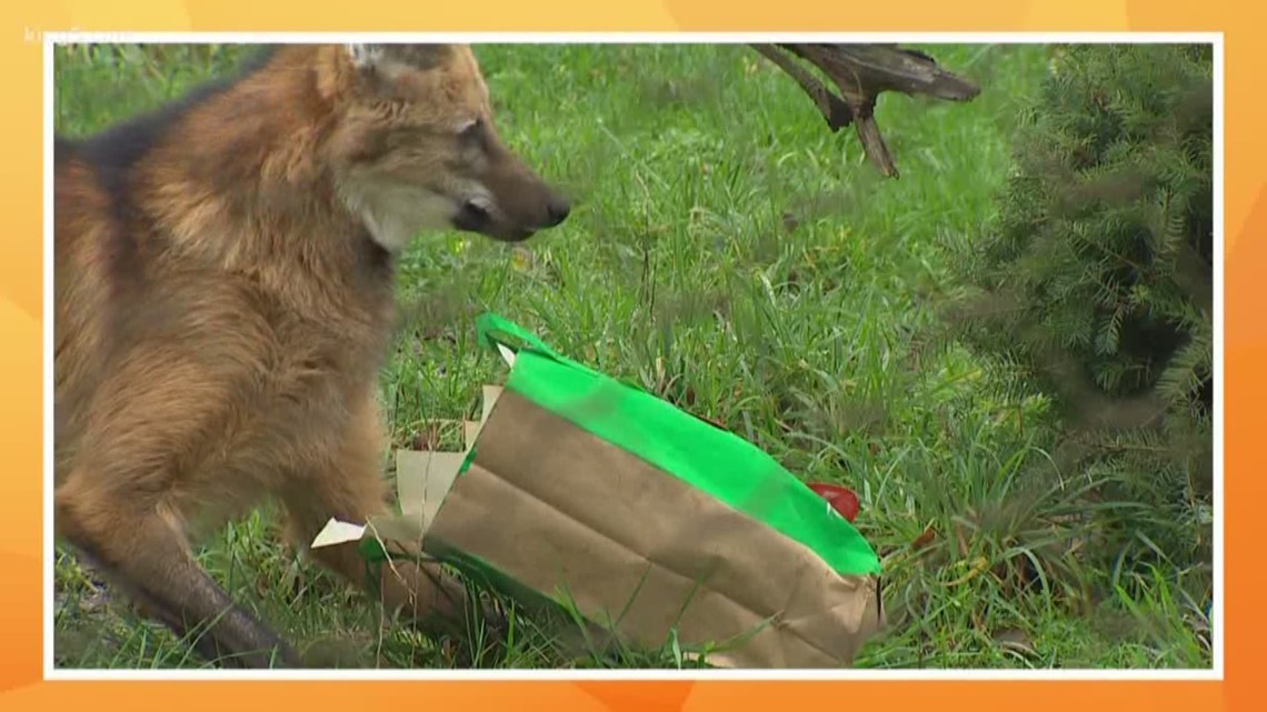 Woodland Park Zoo animals unwrap 'presents' for stimulation | king5.com