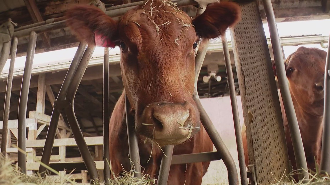 Some Washington cattle ranchers have a beef with President Trump ...