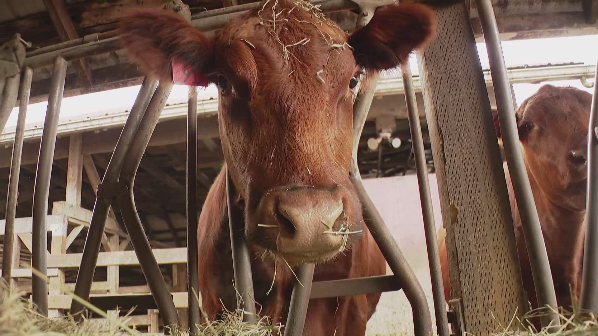 Some Washington cattle ranchers have a beef with President Trump ...
