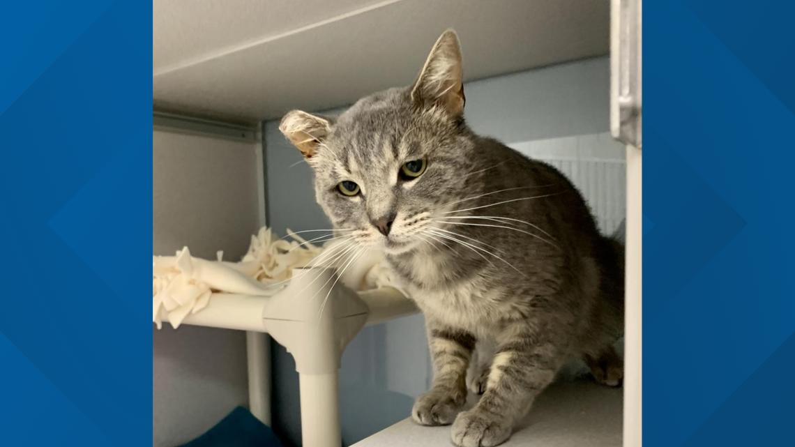 Seattle area shelters share dogs, cats in need of adoption | king5.com