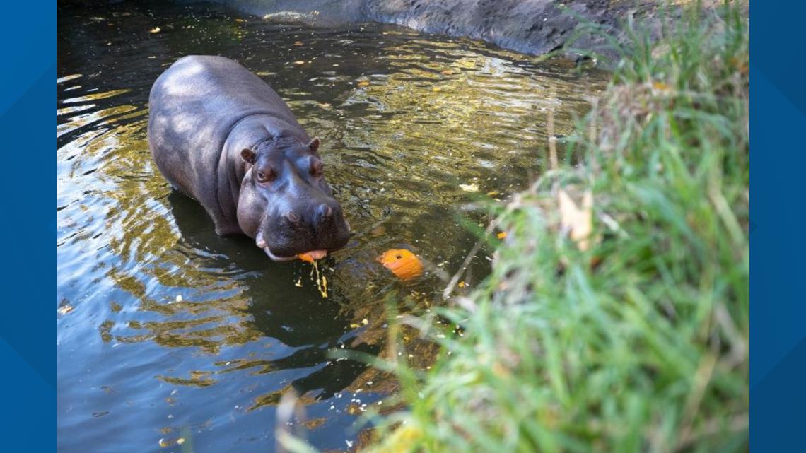 Woodland Park Zoo's only hippo is moving to a new home this month ...