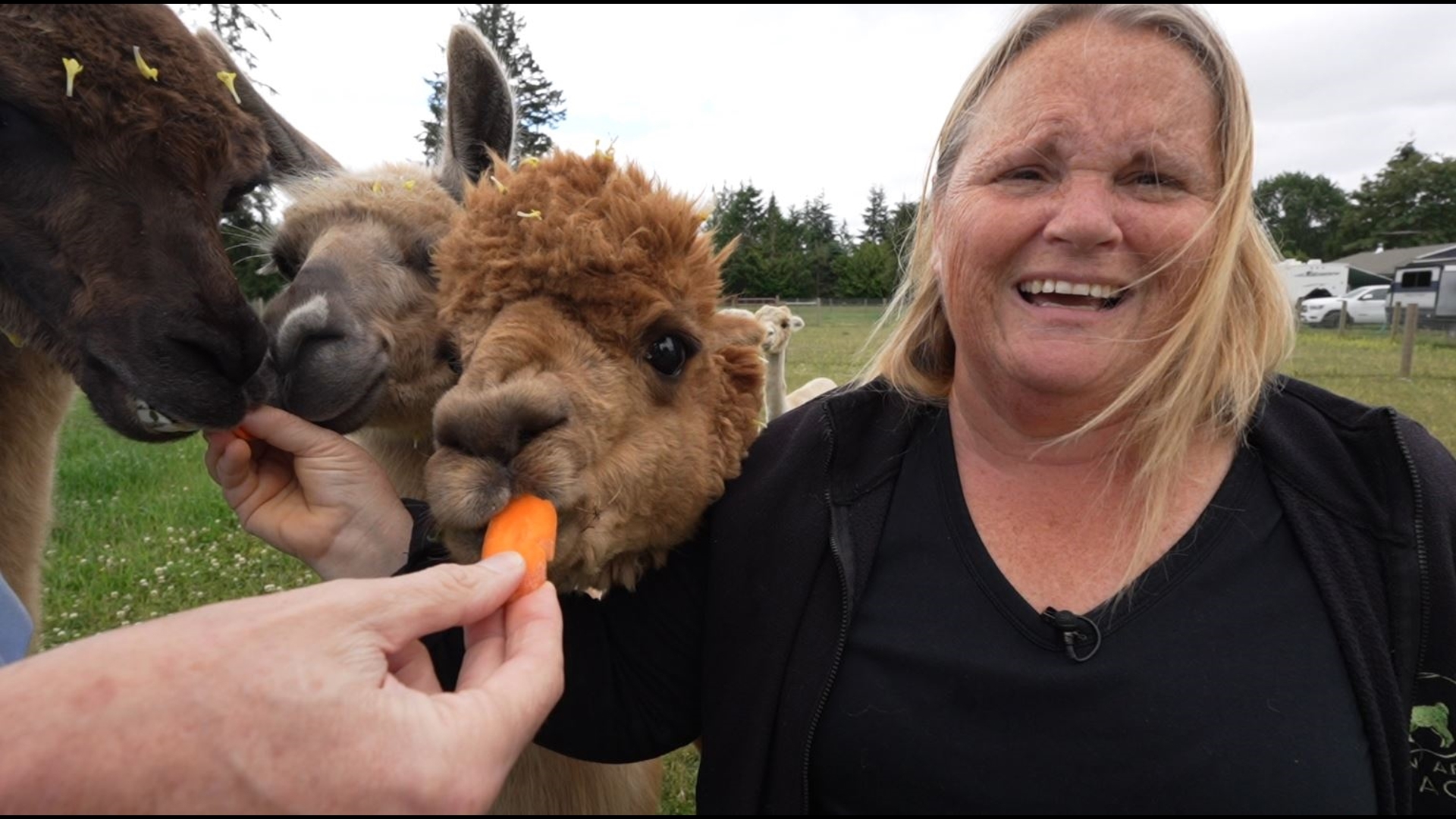 Green Apple Alpacas specializes in teaching visitors farm life | king5.com