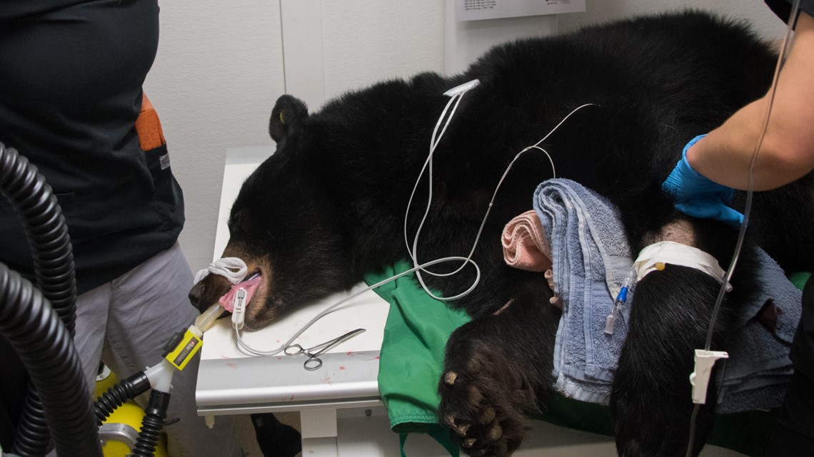 Surgeons save bear after car nearly killed her in Kitsap County | king5.com