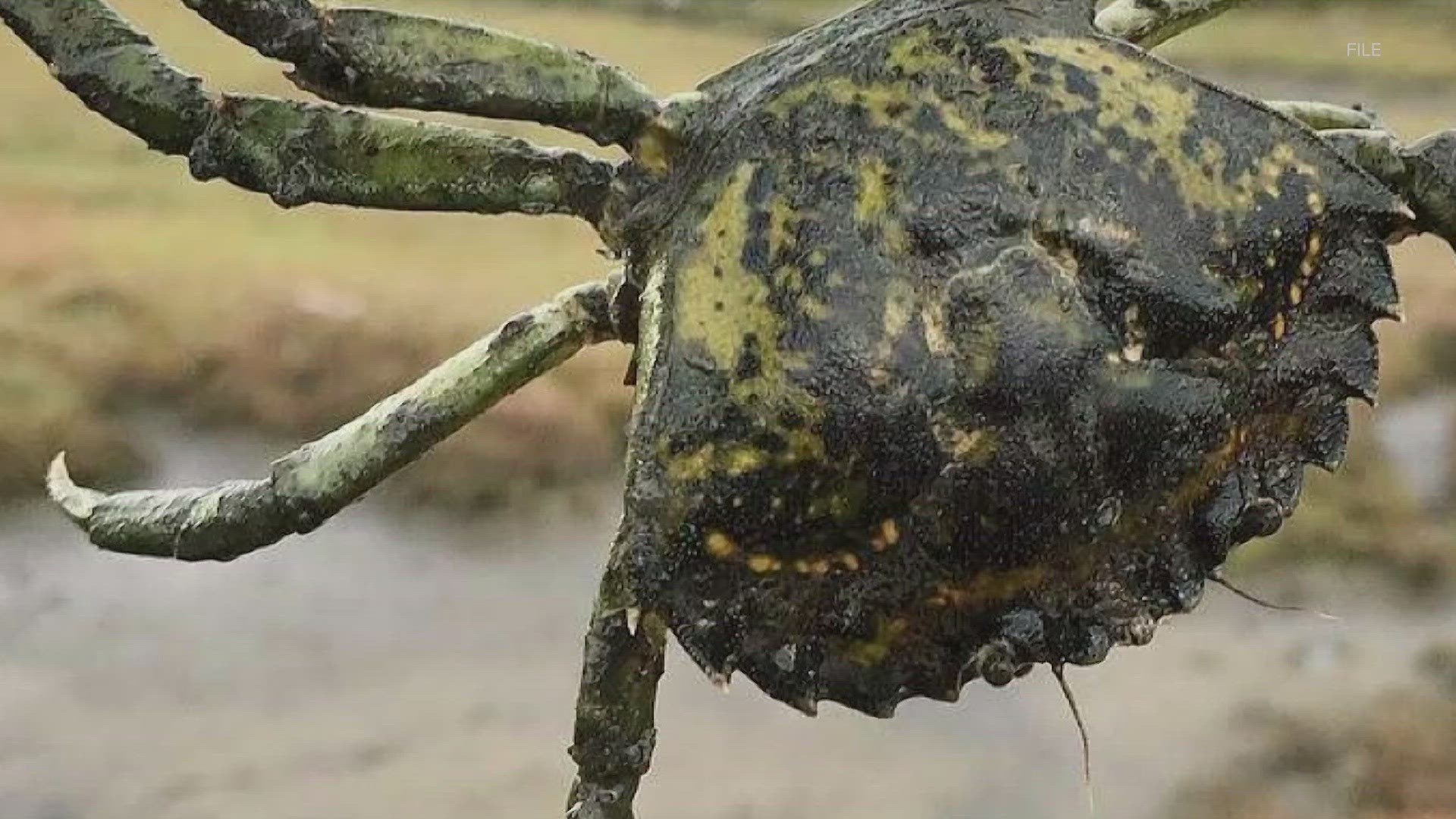 Invasive green crabs found in another area of western Washington waters ...