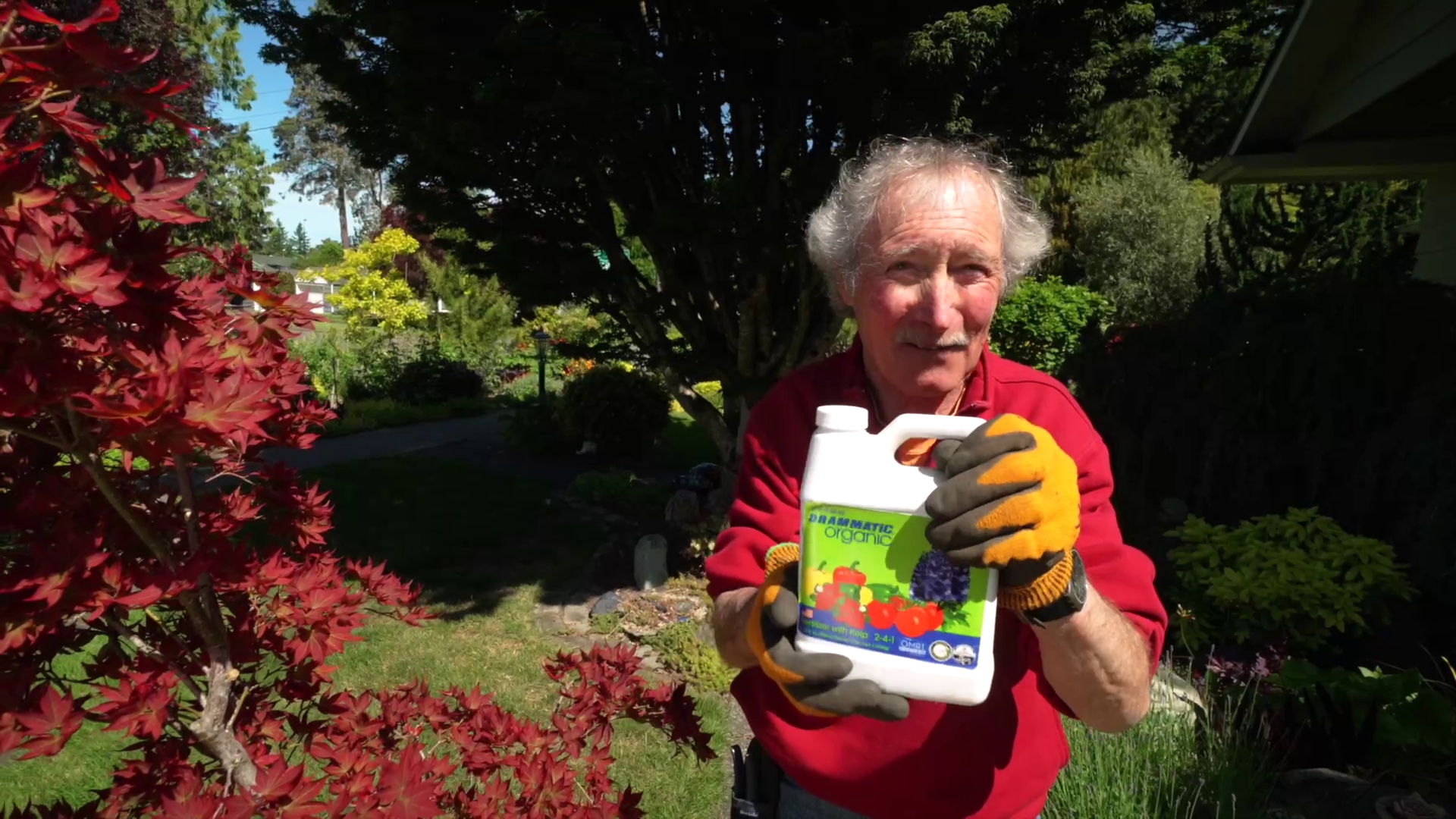 Best Japanese maples for small yards according to Seattle's Ciscoe ...