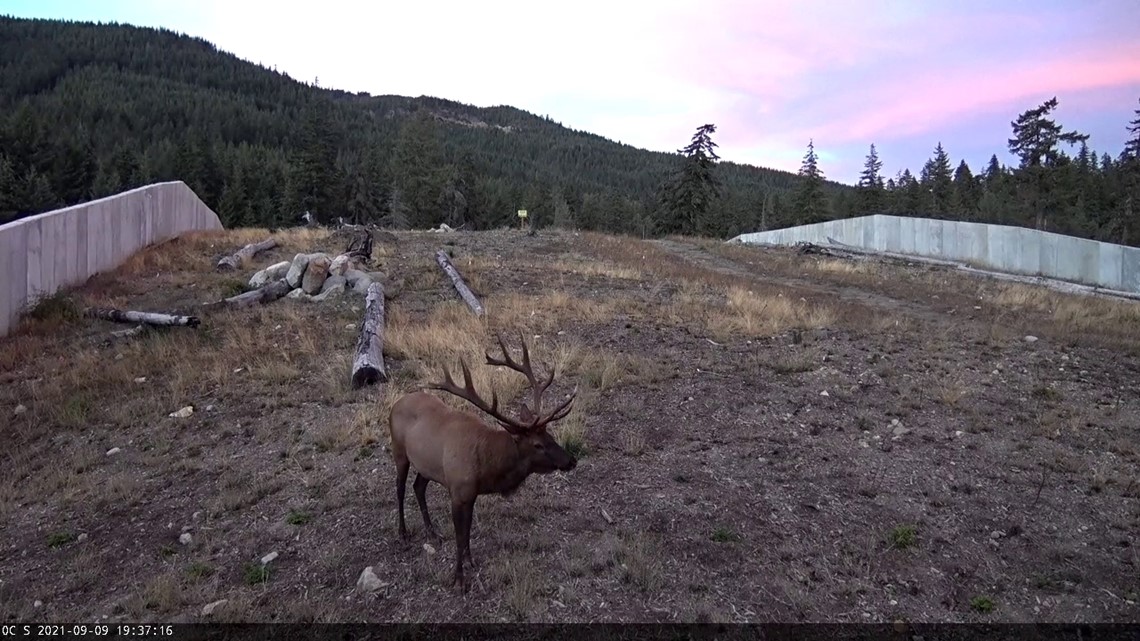 WSDOT building wildlife crossings over I-90 near Snoqualmie Pass | king5.com