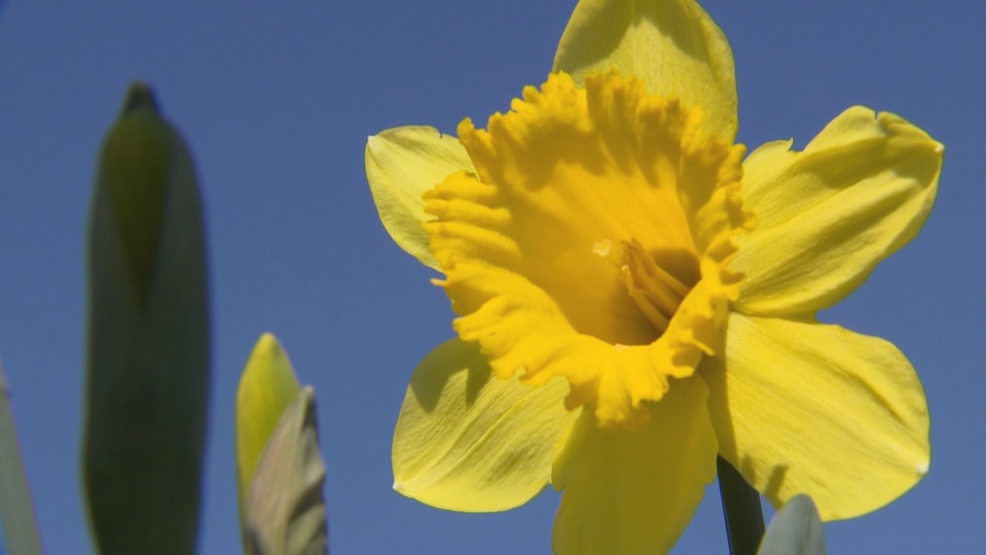 The La Conner Daffodil Festival is in full bloom | king5.com