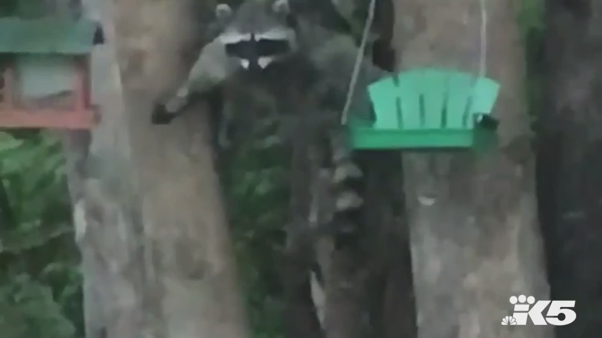 Determined raccoon snacks on Snohomish bird feeder | king5.com