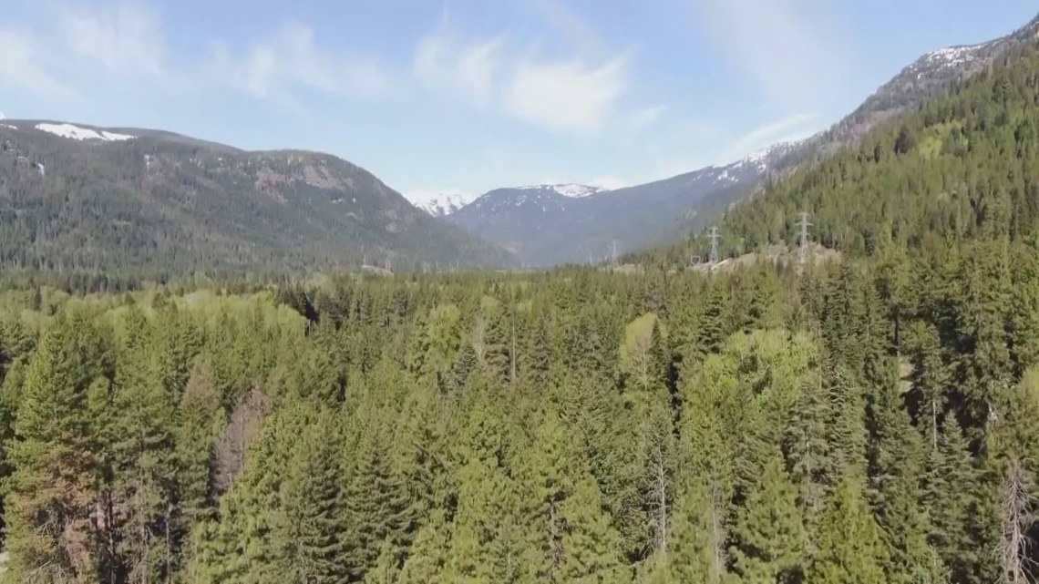 As tariff costs rise, can Washington boost its timber production ...