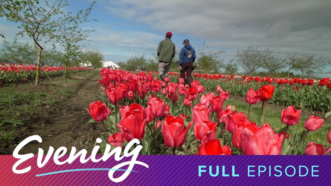 Skagit Valley's U-Pick tulips and the Gig Harbor scratchboard artist ...