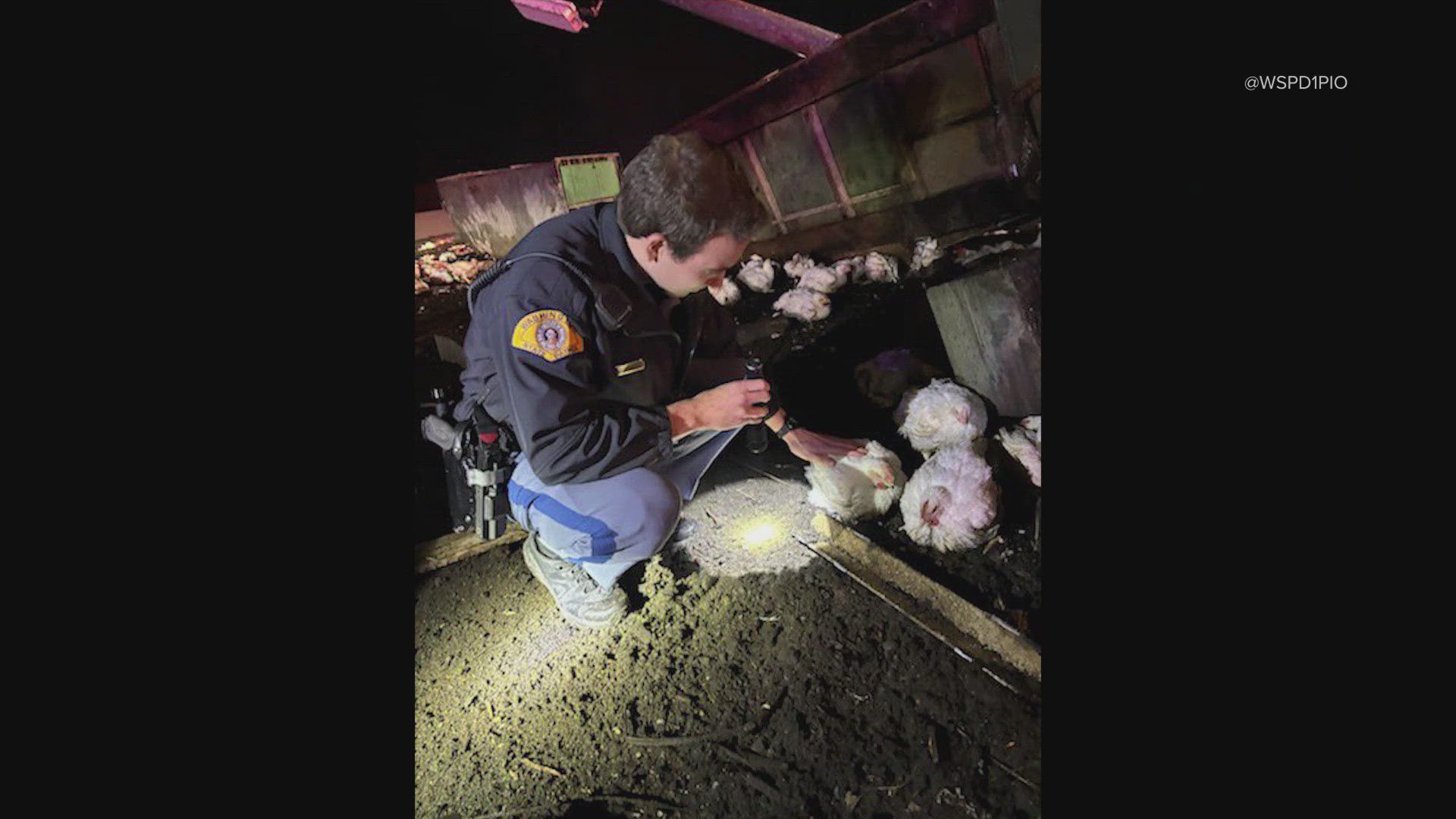 BREAKING: Overturned truck containing live chickens on I-5 in Dupont ...