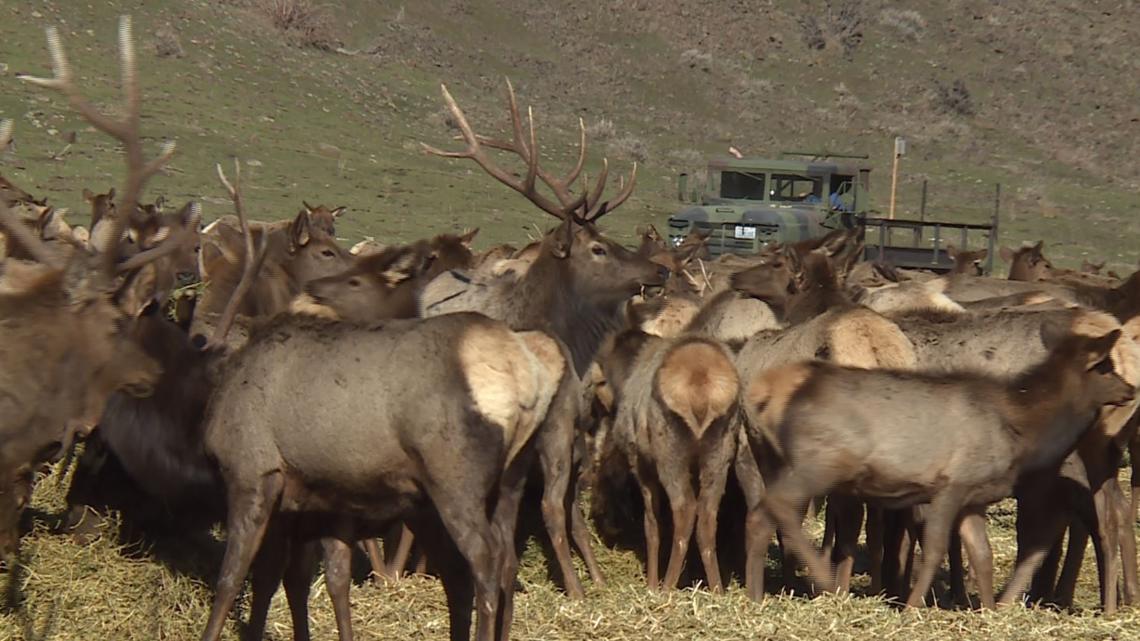 You can join wild elk for lunch if you're willing to make a day of it ...