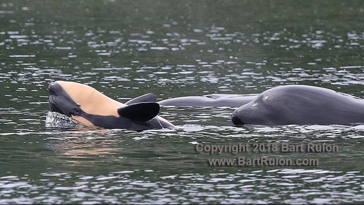 Baby orca from transient pod spotted in Hood Canal | king5.com