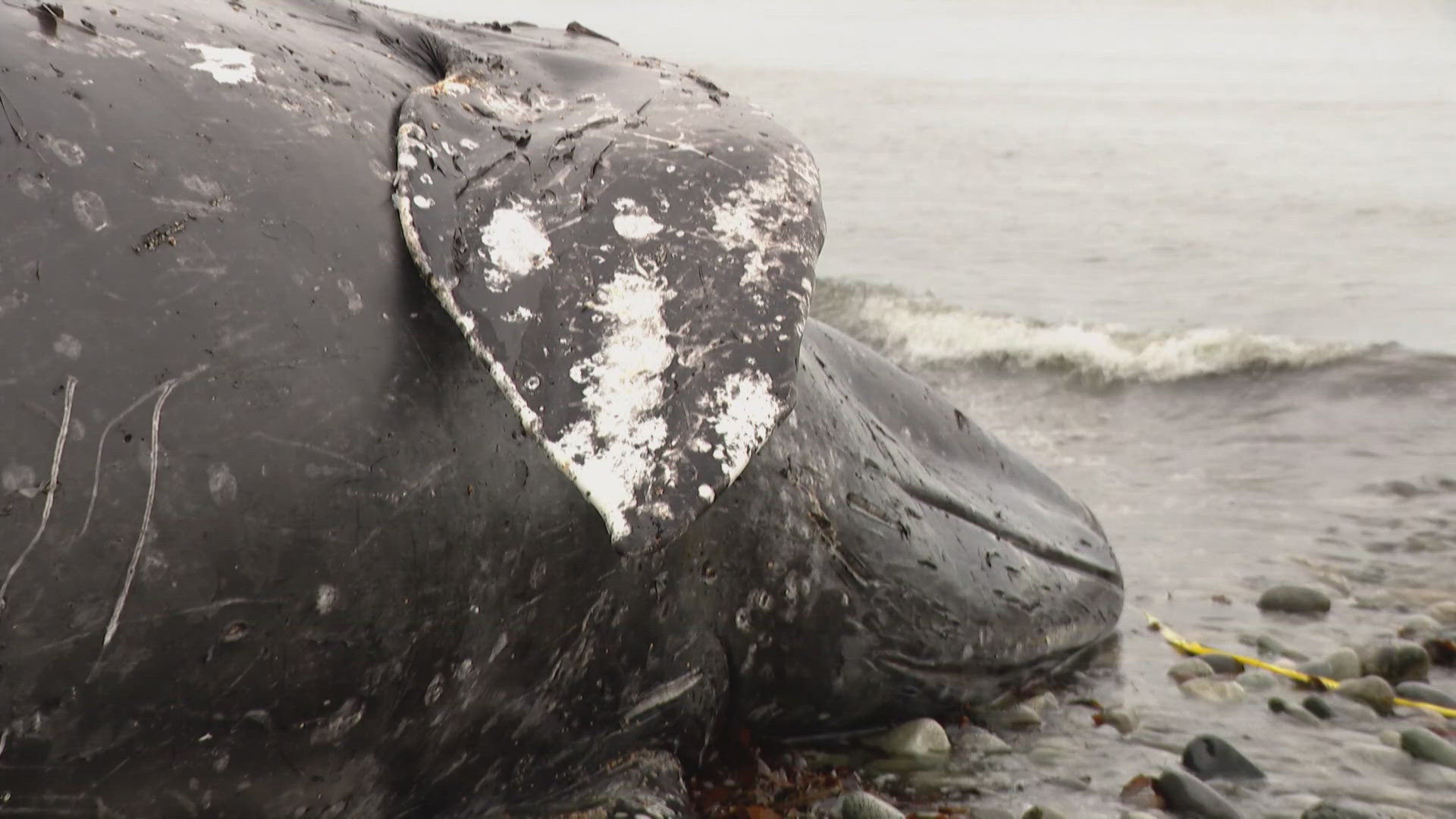 22 gray whales found dead in Washington as researchers warn of rising ...