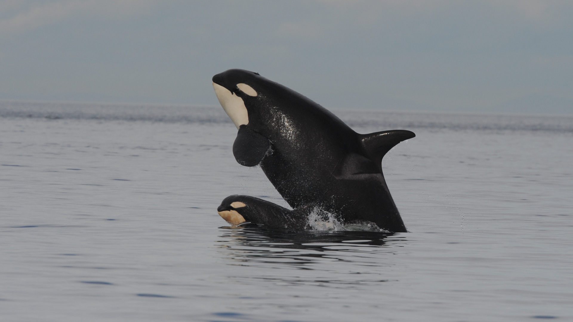 New study on orcas finds having males reduces reproduction | king5.com