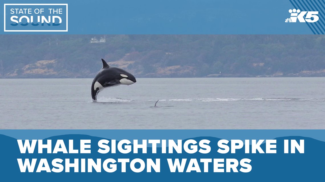 Whale sightings spike in Washington’s waters | king5.com