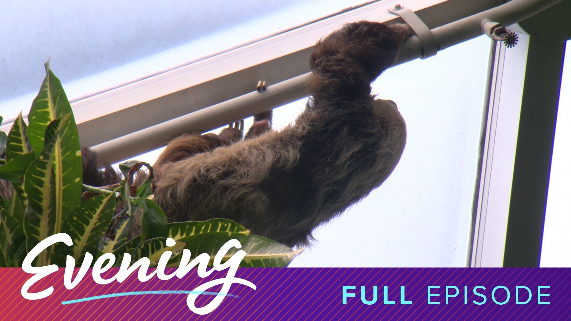 Evening Full Shows | Seattle, Washington | king5.com