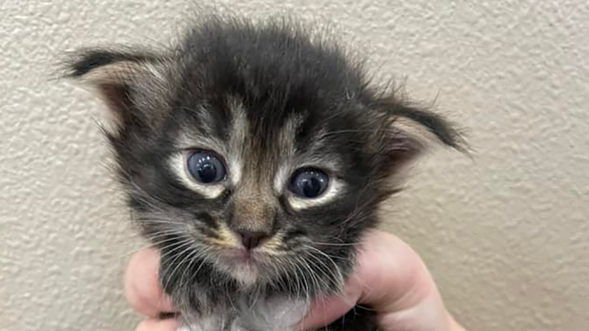 Kittens find forever home in Tacoma after life-saving surgery | king5.com