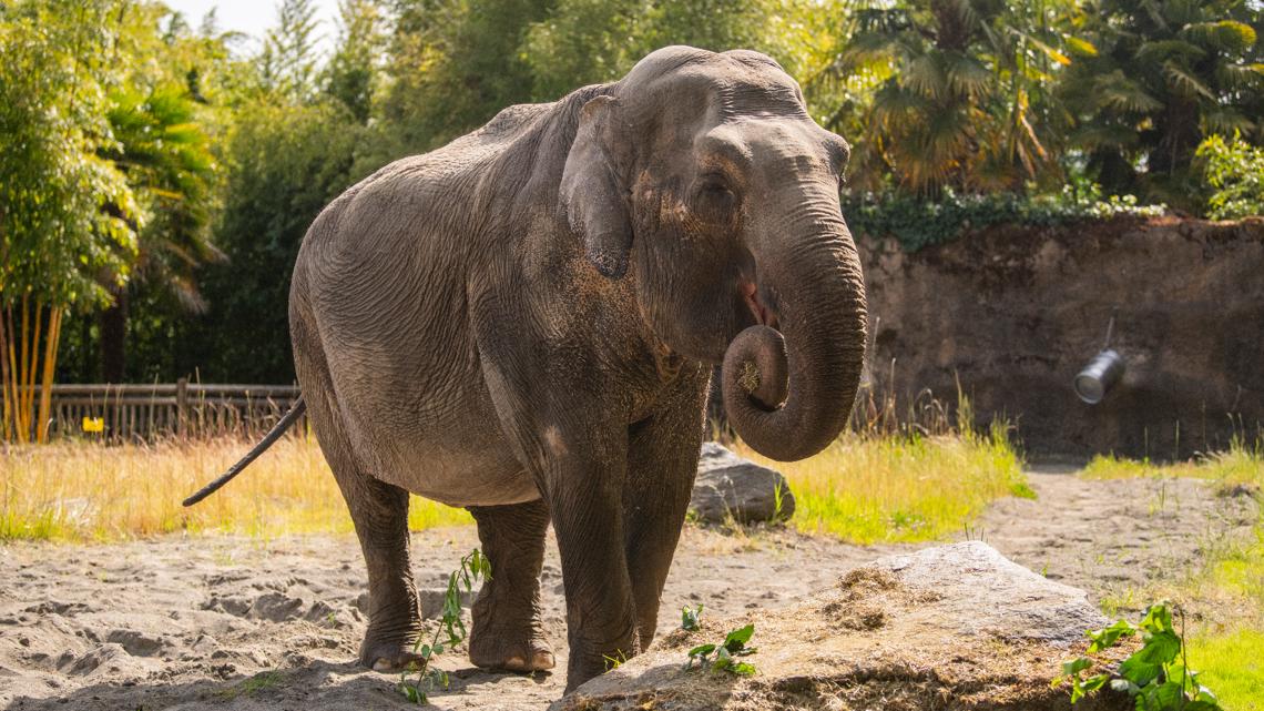 Asian elephant who called Point Defiance Zoo home for nearly 3 decades ...