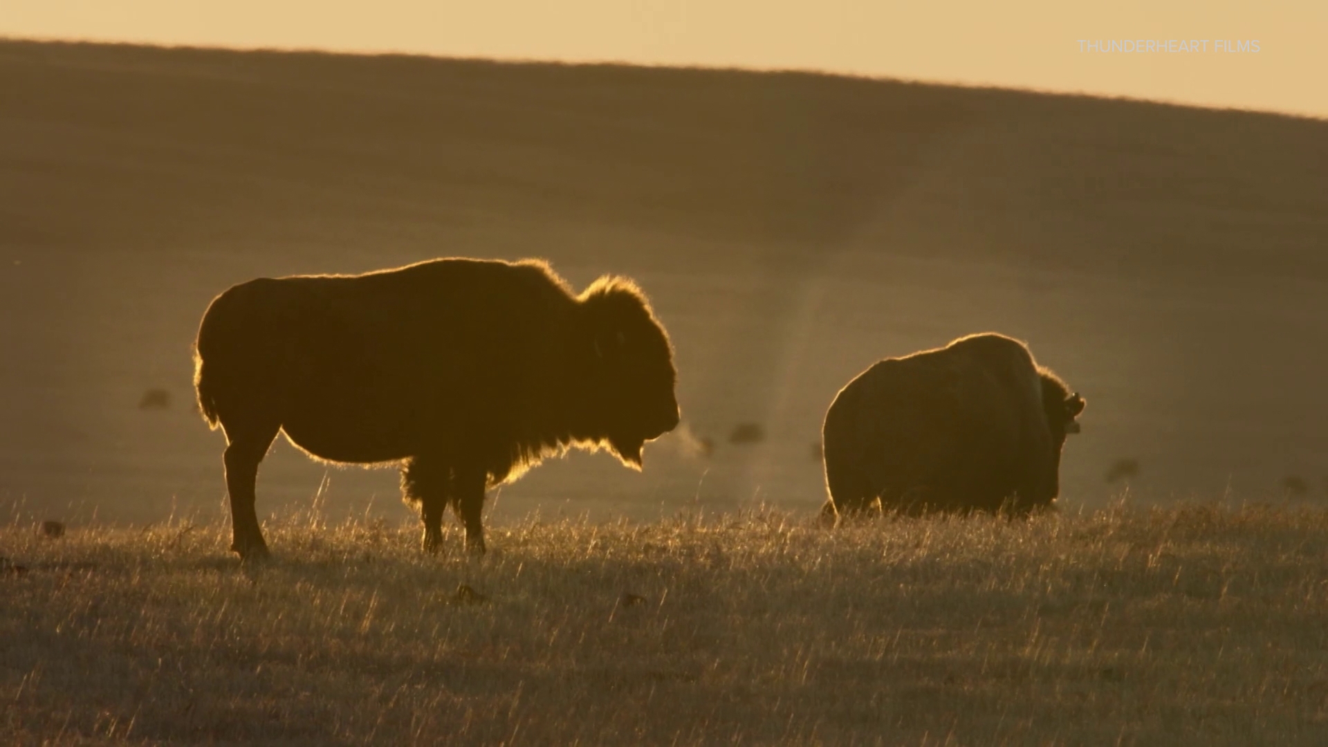 Lily Gladstone spotlights Buffalo restoration in new PBS documentary ...